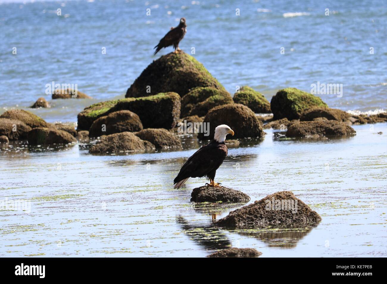 American bald eagle playing hi-res stock photography and images - Alamy