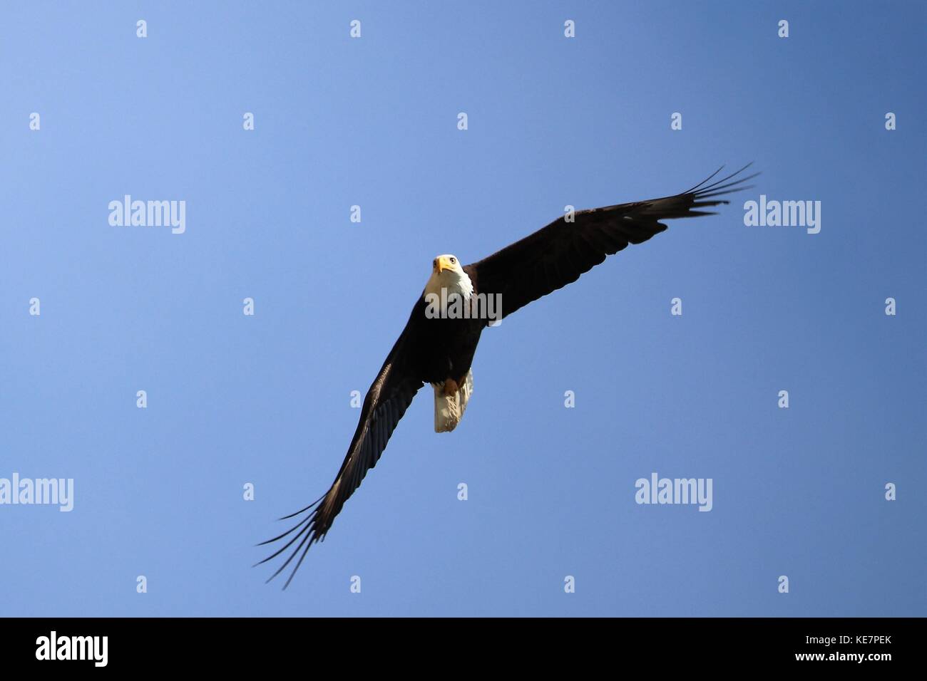 American bald eagle over puget sound hi-res stock photography and ...