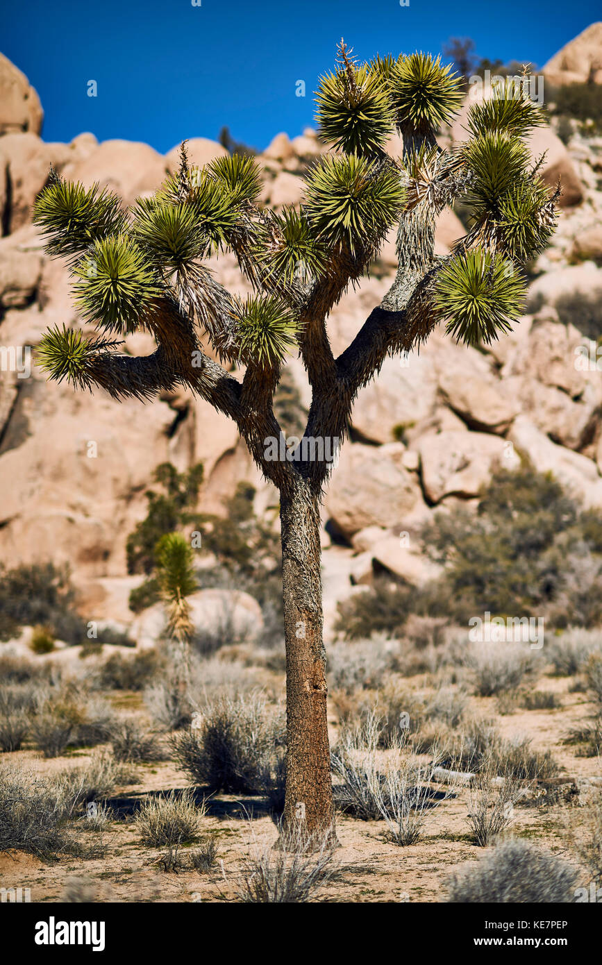 Joshua Tree (Yucca Brevifolia), Joshua Tree National Park; California ...