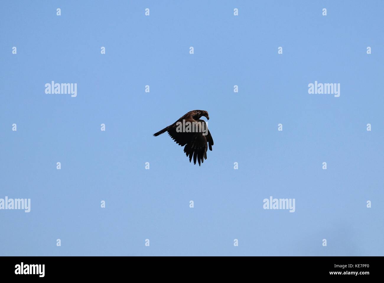 American bald eagle over puget sound hi-res stock photography and ...