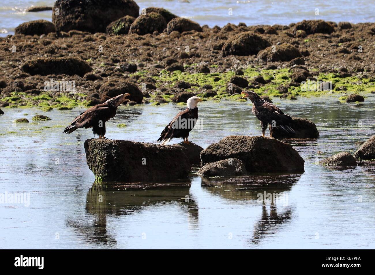 American bald eagle over puget sound hi-res stock photography and ...