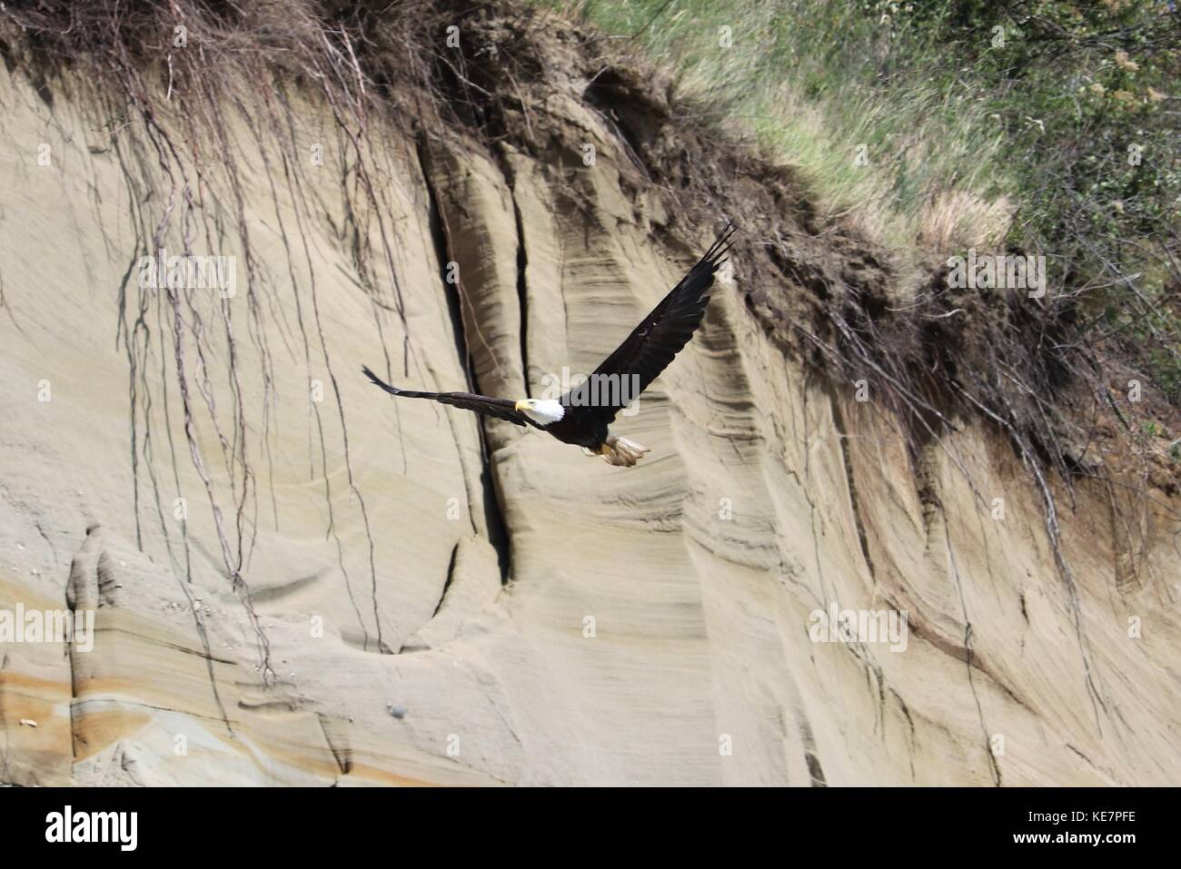 American bald eagle over puget sound hi-res stock photography and ...