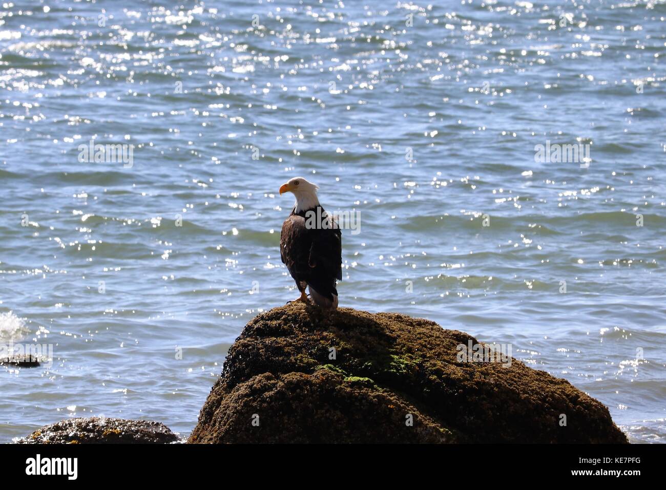 American bald eagle over puget sound hi-res stock photography and ...