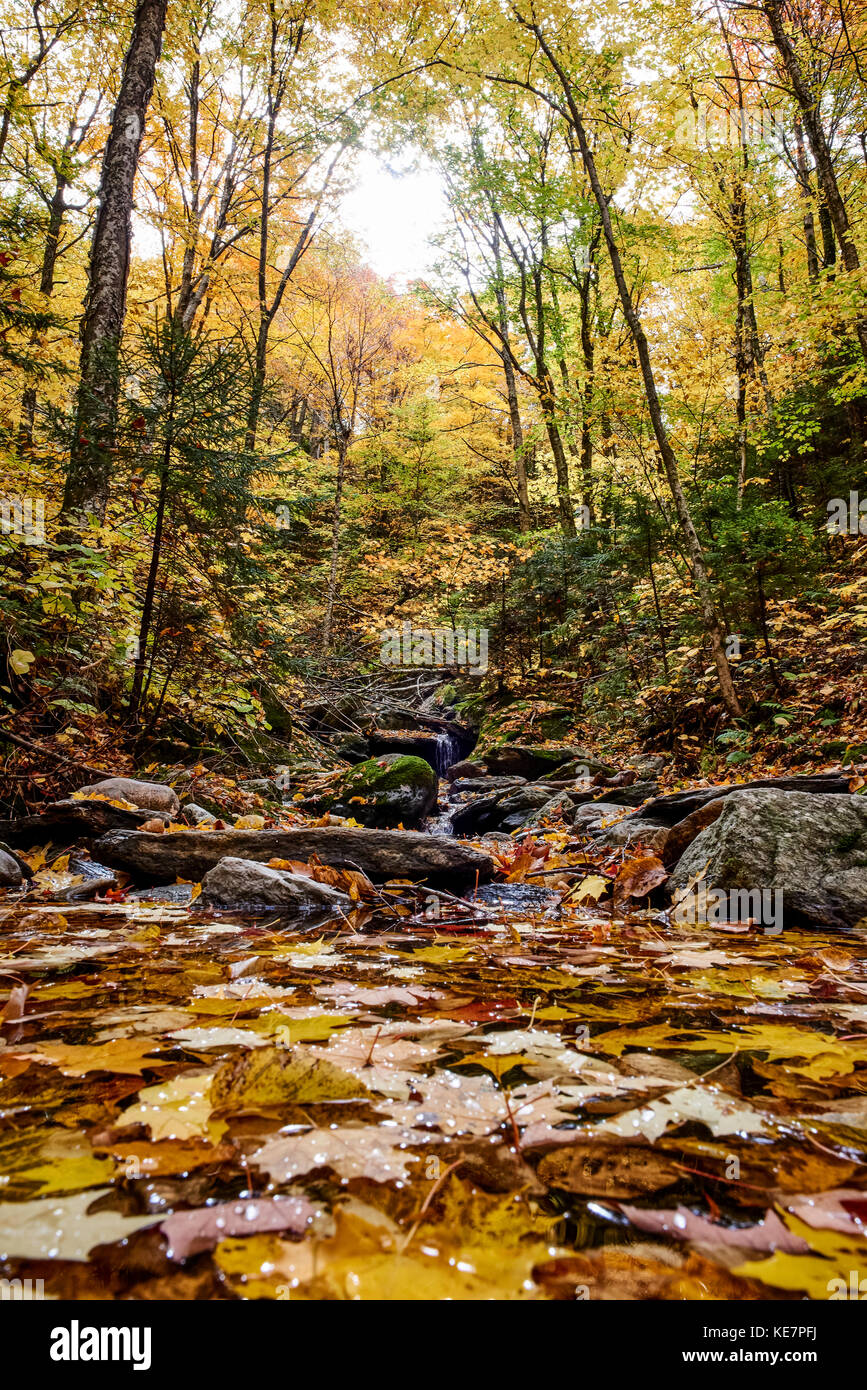 Water Cascades Down A Slope In An Autumn-Coloured Forest; Dunham ...