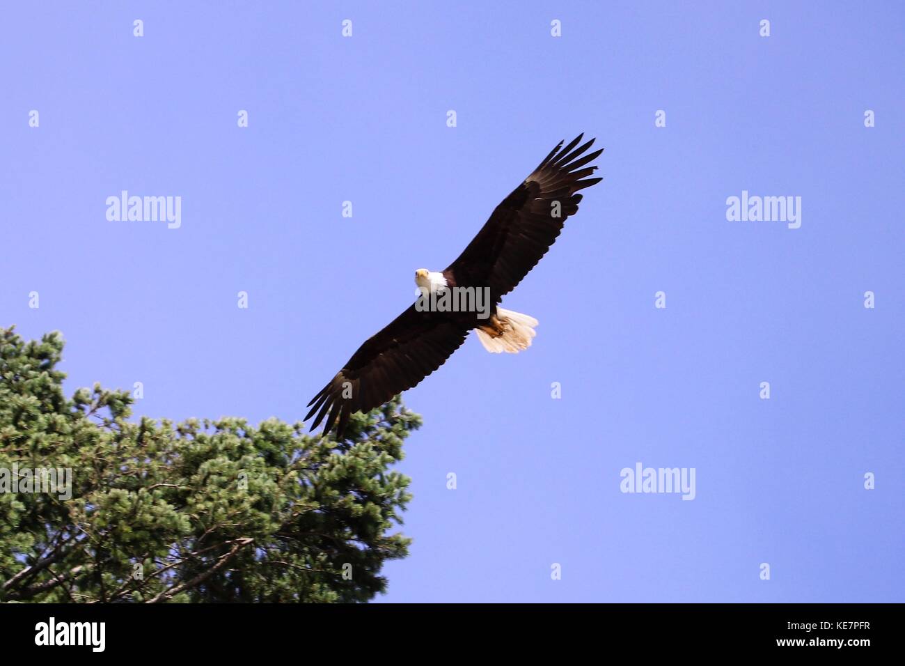 American bald eagle over puget sound hi-res stock photography and ...