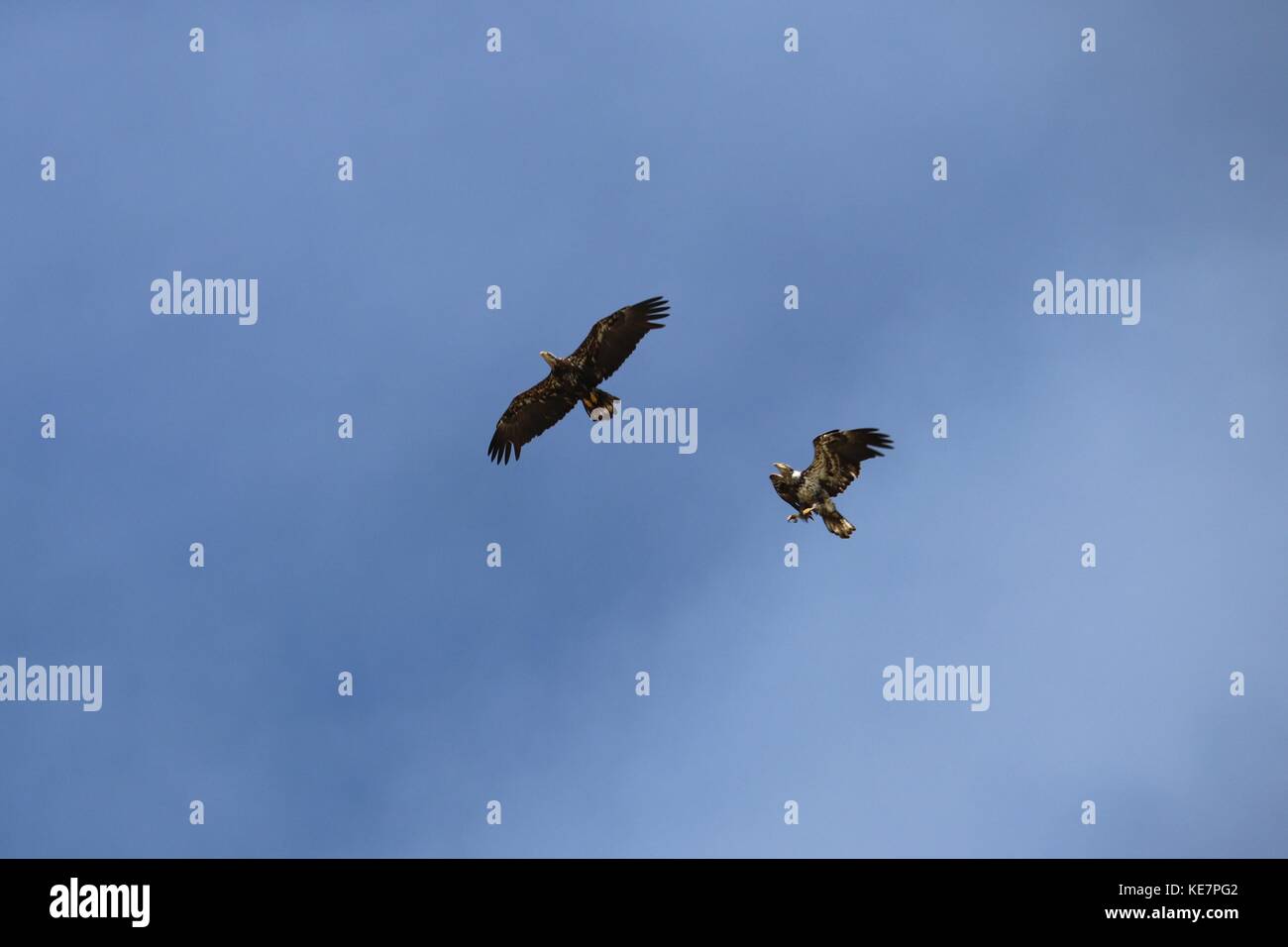 American bald eagle over puget sound hi-res stock photography and ...