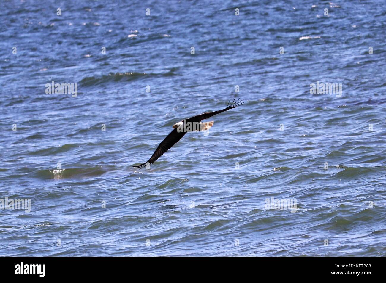 American bald eagle over puget sound hi-res stock photography and ...