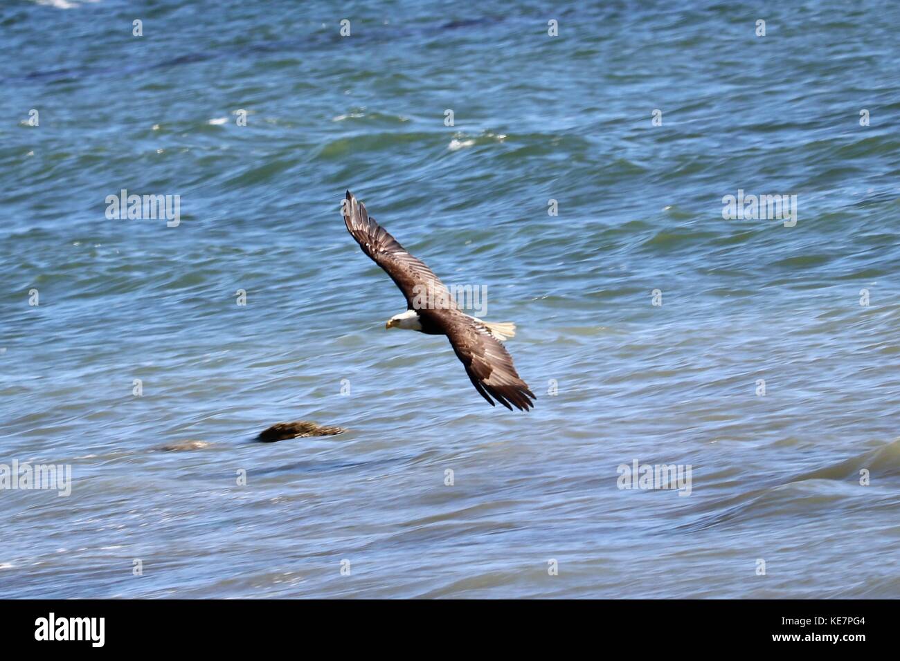 American bald eagle over puget sound hi-res stock photography and ...