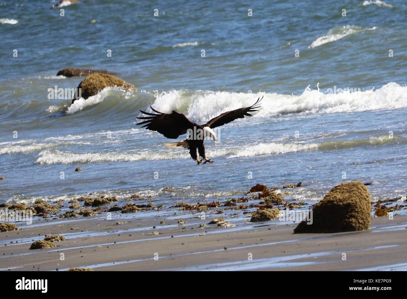 American bald eagle over puget sound hi-res stock photography and ...