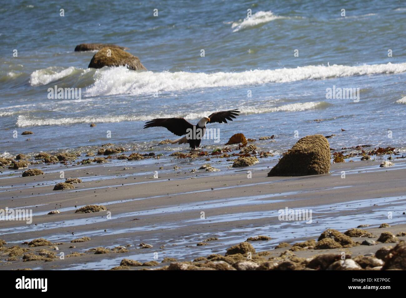American bald eagle over puget sound hi-res stock photography and ...