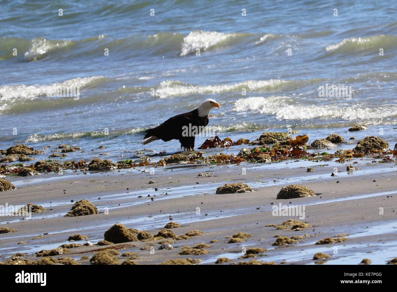American bald eagle over puget sound hi-res stock photography and ...