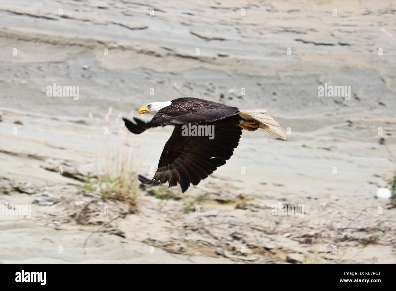American bald eagle over puget sound hi-res stock photography and ...