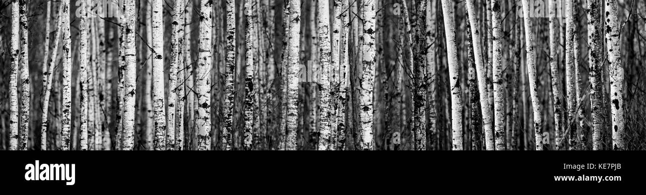 Birch bay Black and White Stock Photos & Images - Alamy