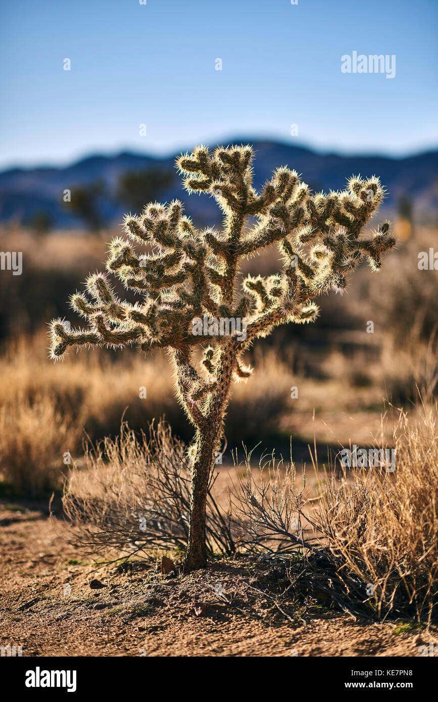 Close-Up Of A Backlit Cactus, Joshua Tree National Park; California ...