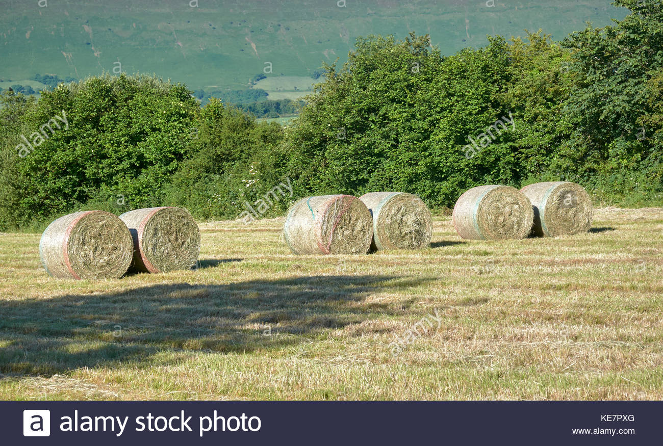 Animal Fodder High Resolution Stock Photography and Images - Alamy