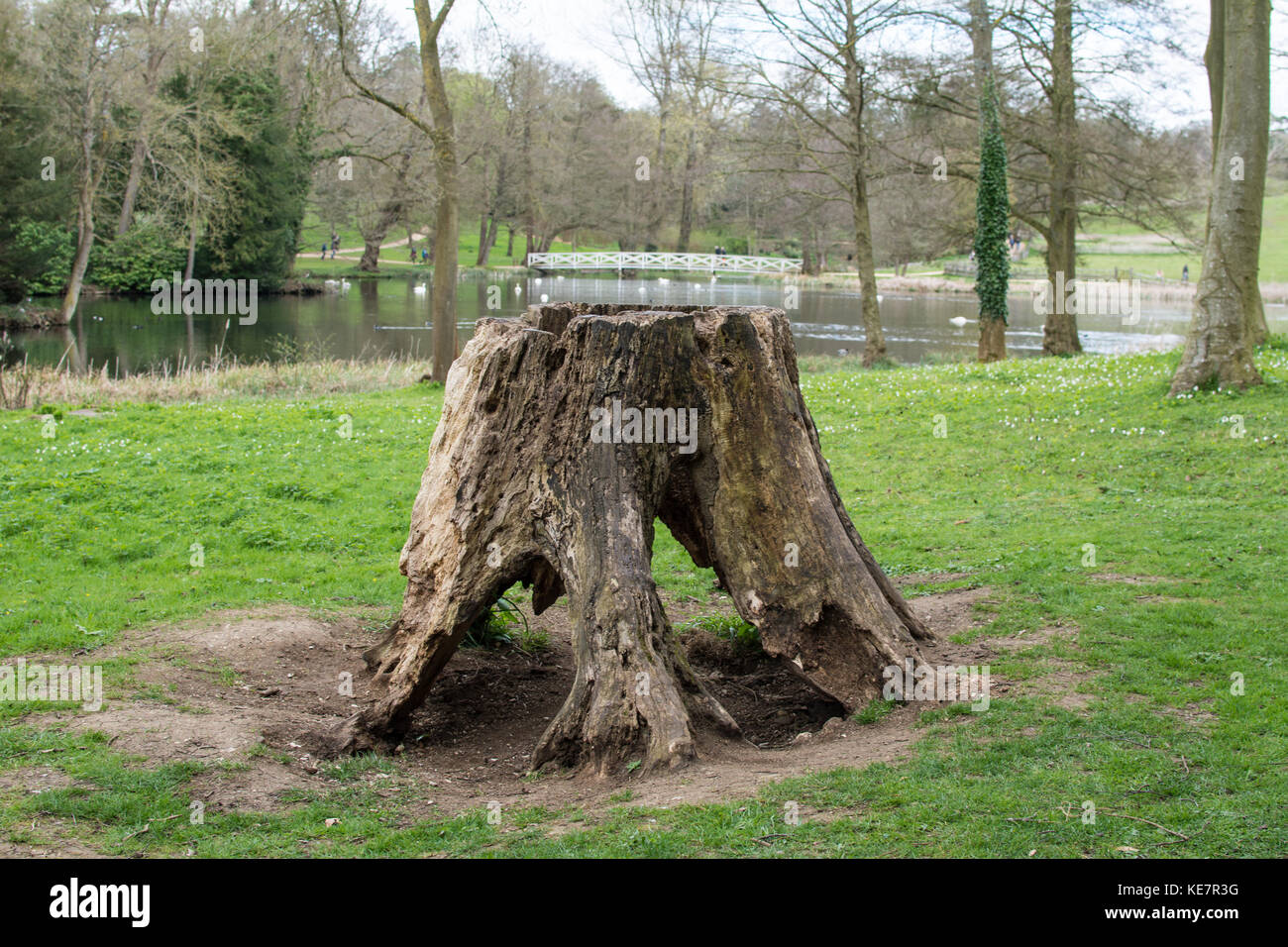 Tree stump in forest Stock Photo - Alamy