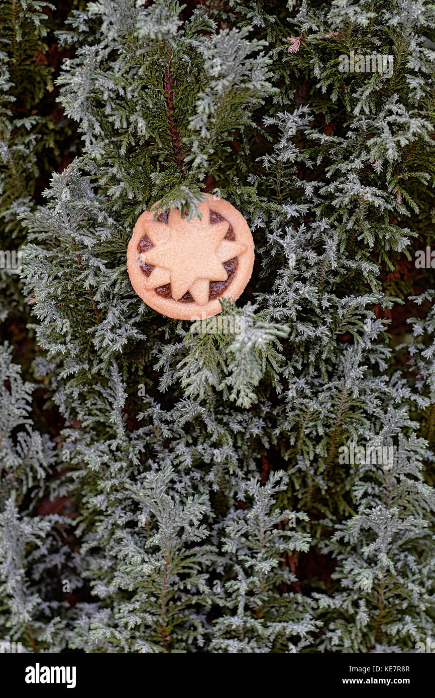 a christmas mince pie st on the branches of a conifer tree Stock Photo ...