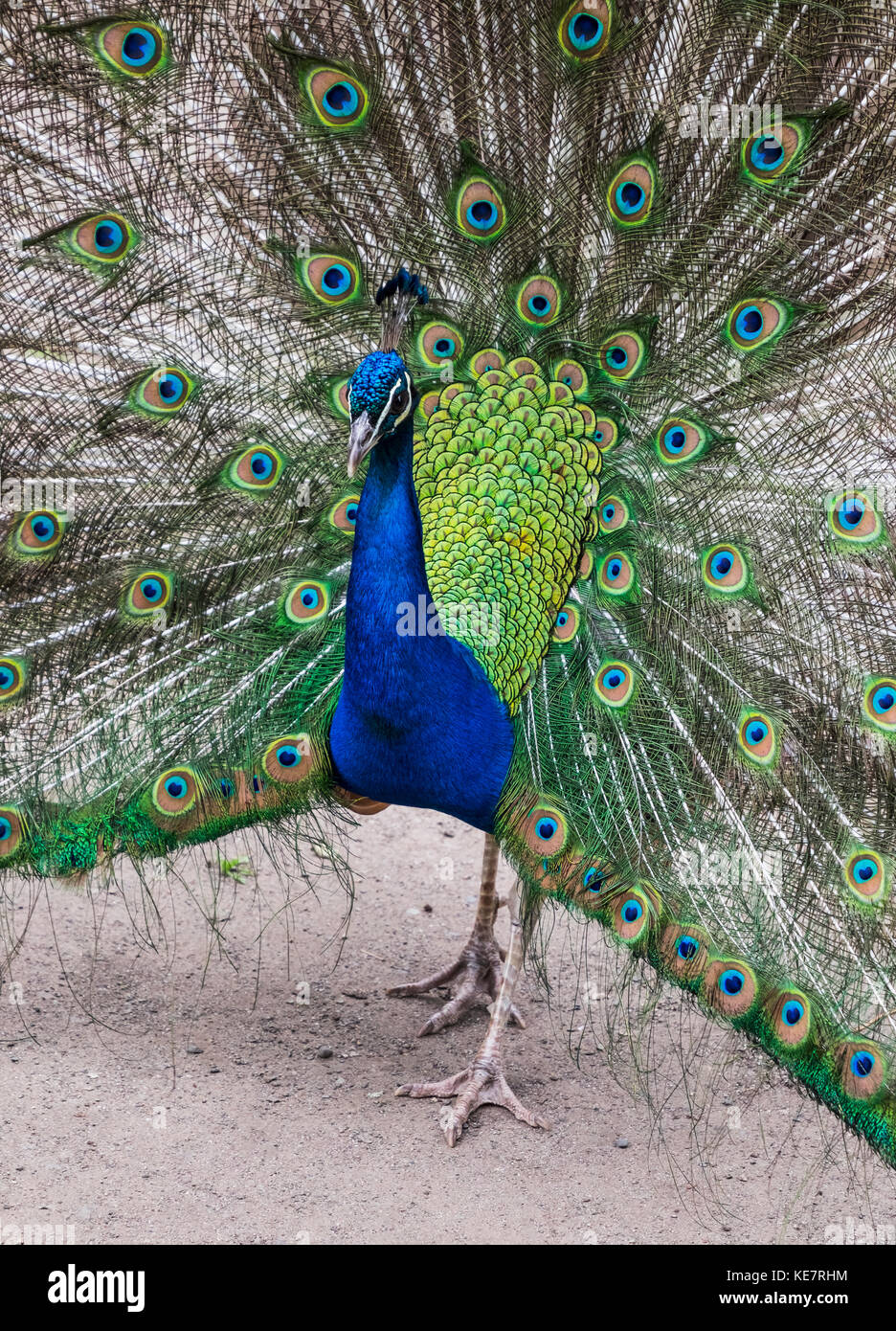 A Peacock Putting On A Mating Display; Victoria, British Columbia ...
