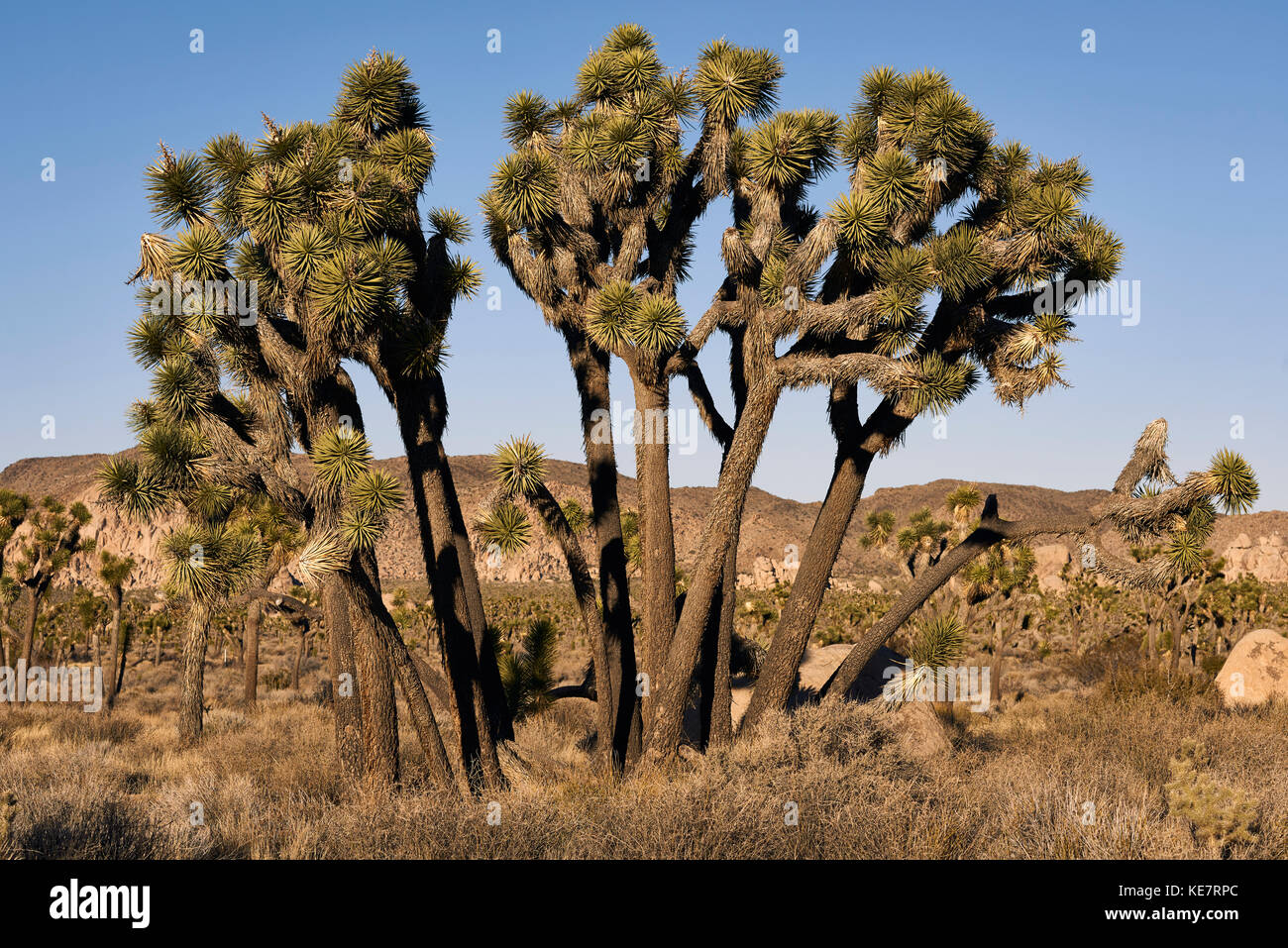 Joshua Trees (Yucca Brevifolia) Against A Blue Sky, Joshua Tree ...