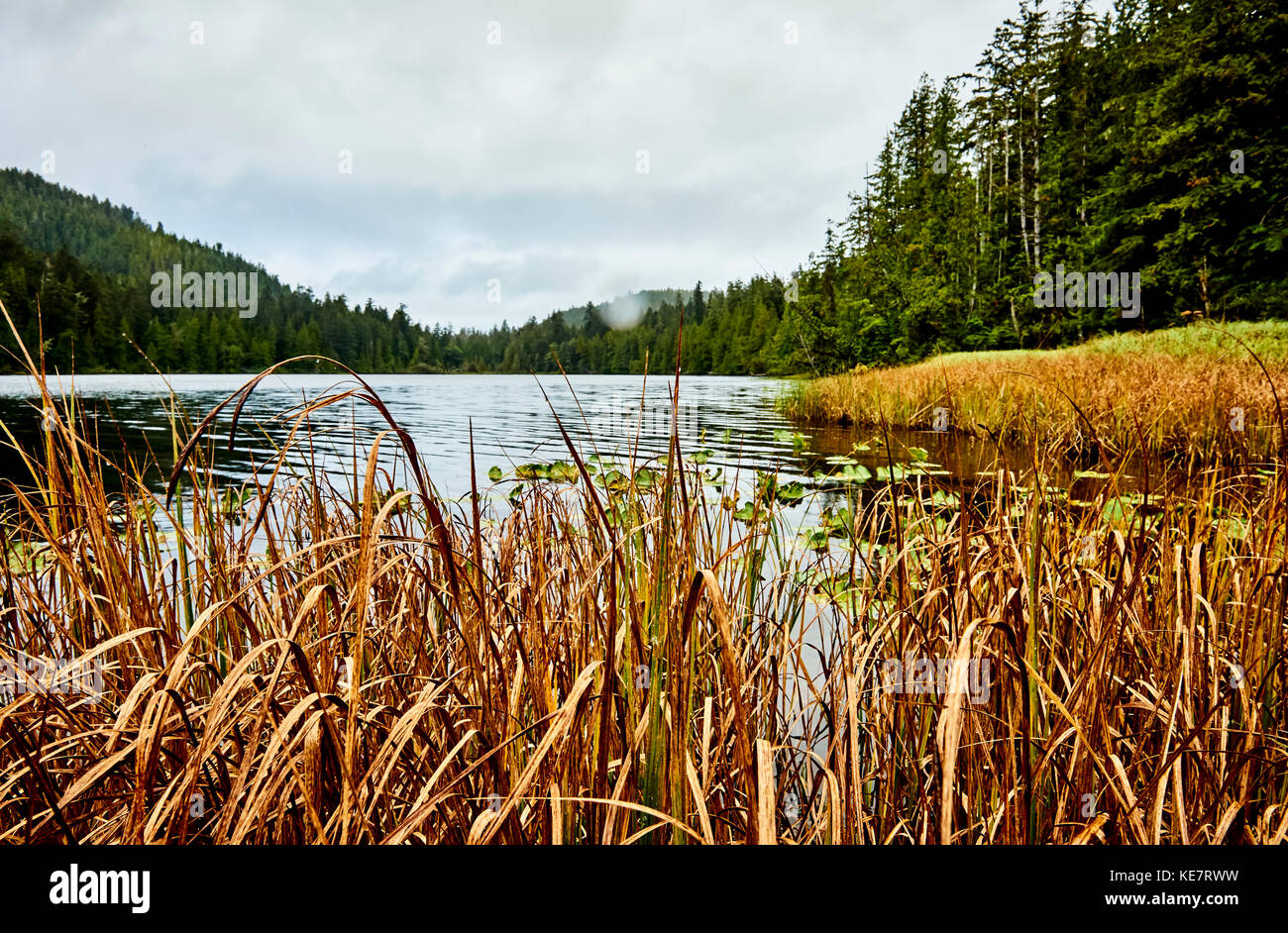 Eric Lake, Cape Scott Provincial Park; British Columbia, Canada Stock ...