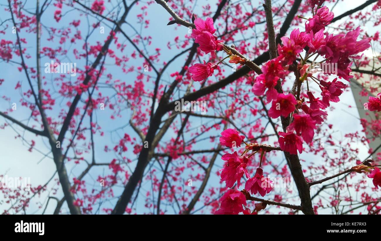cherry blossom in taiwan taipei sakura flower Stock Photo - Alamy