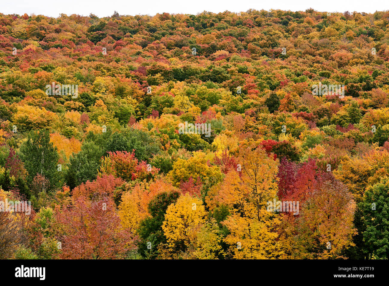 Maple tree canada hi-res stock photography and images - Alamy