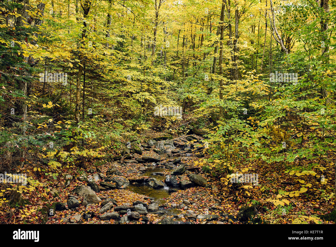 Maple Trees In A Forest In Autumn With A Stream Running Through; Dunham ...