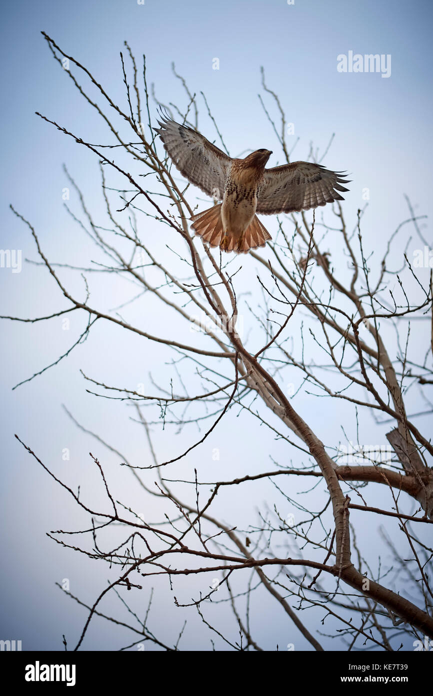 A Red Hawk Flies From A Tree Against A Clear Sky, Tommy Thompson Park ...