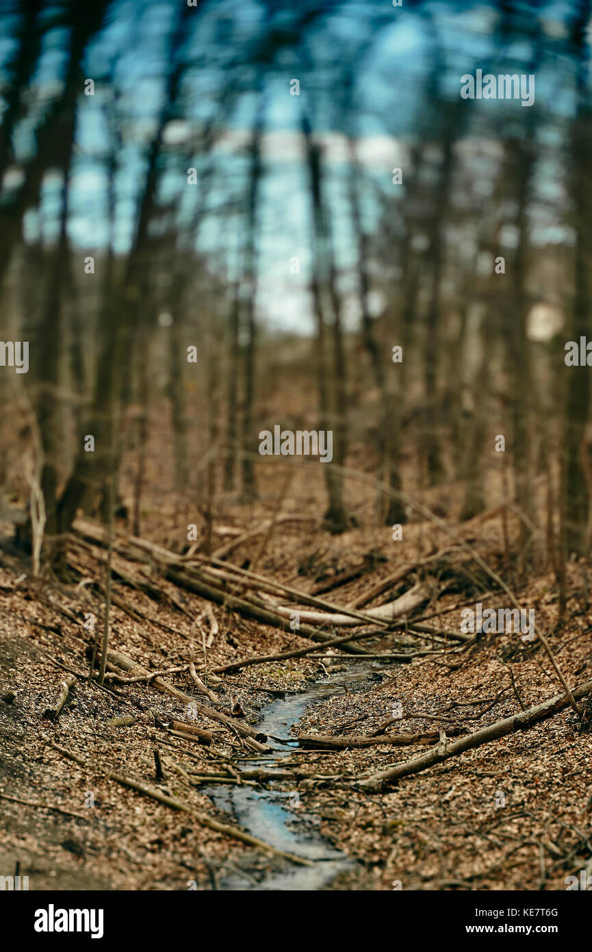 A Stream Runs Through A Forest In Winter With Tree Branches And Dead ...