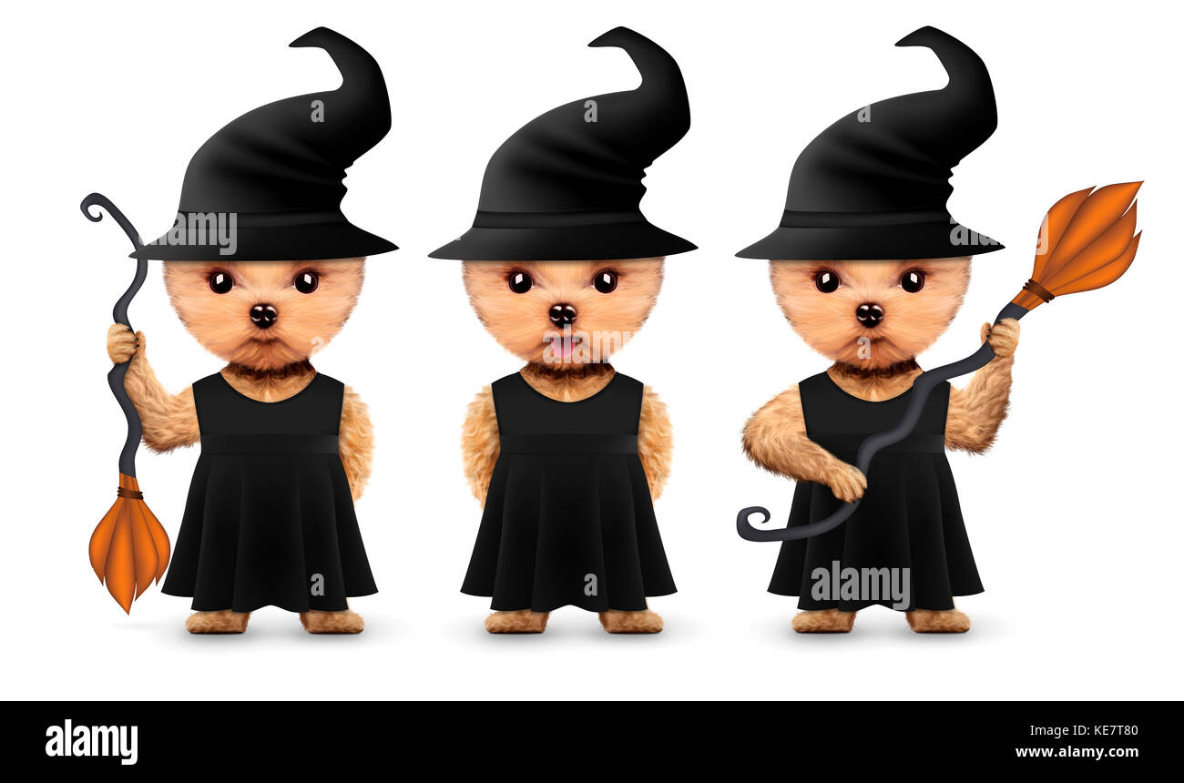 Funny animal witch. Halloween and Dead day concept Stock Photo - Alamy