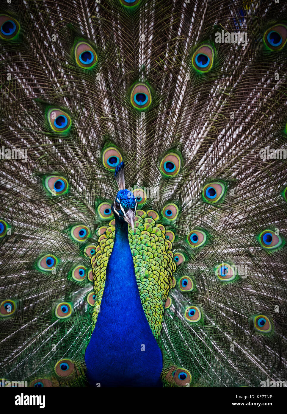 Beacon hill park victoria peafowl hi-res stock photography and images ...