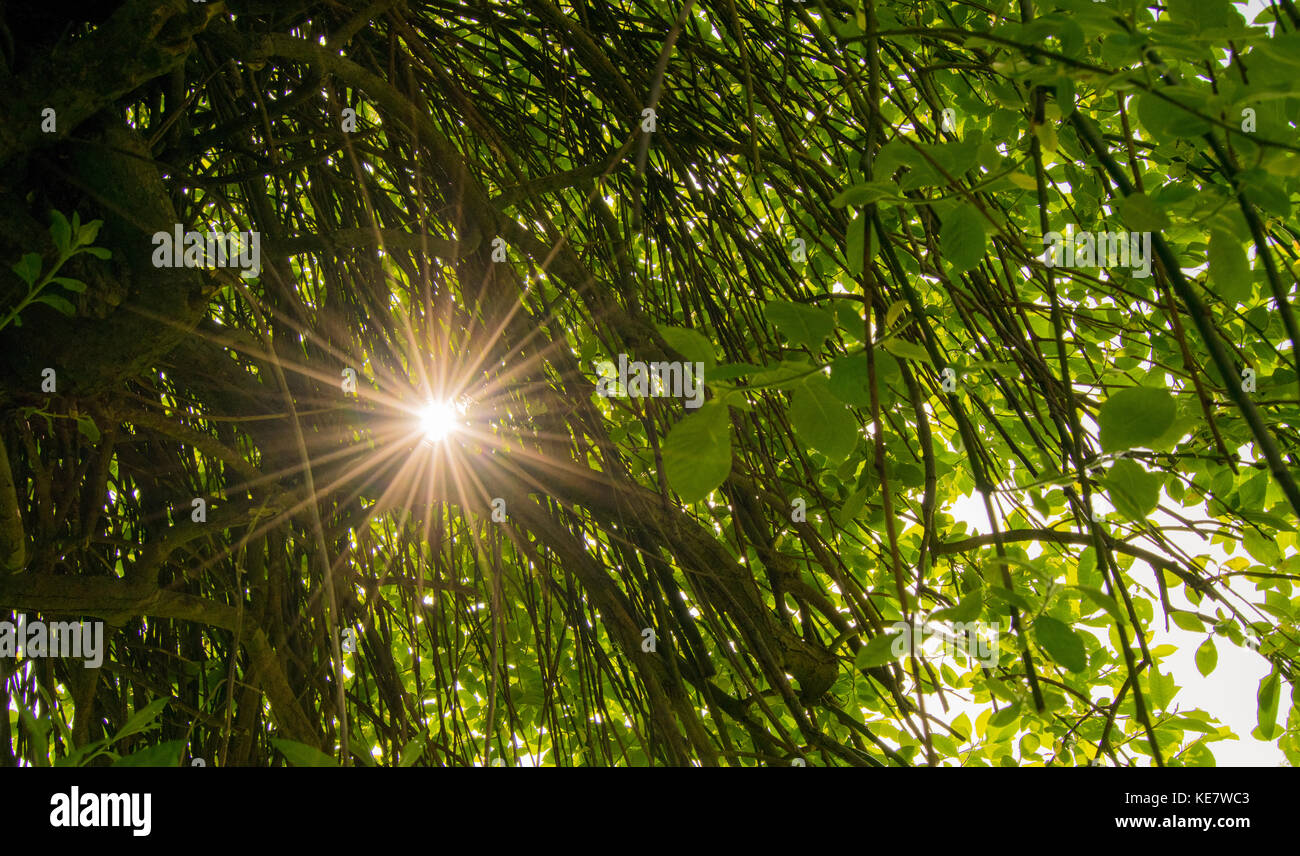 Sunlight Through Willow Tree Branches Stock Photo - Alamy