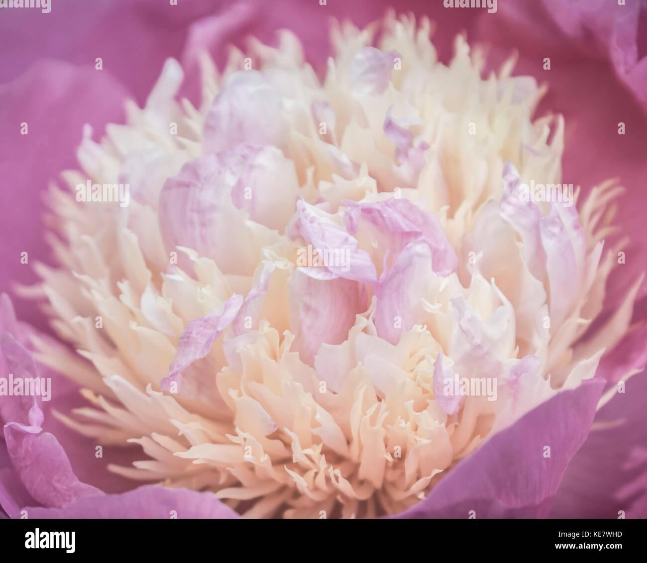 A Beautiful 'raspberry Sundae' Peony (Paeonia Lactiflora) In Bloom ...