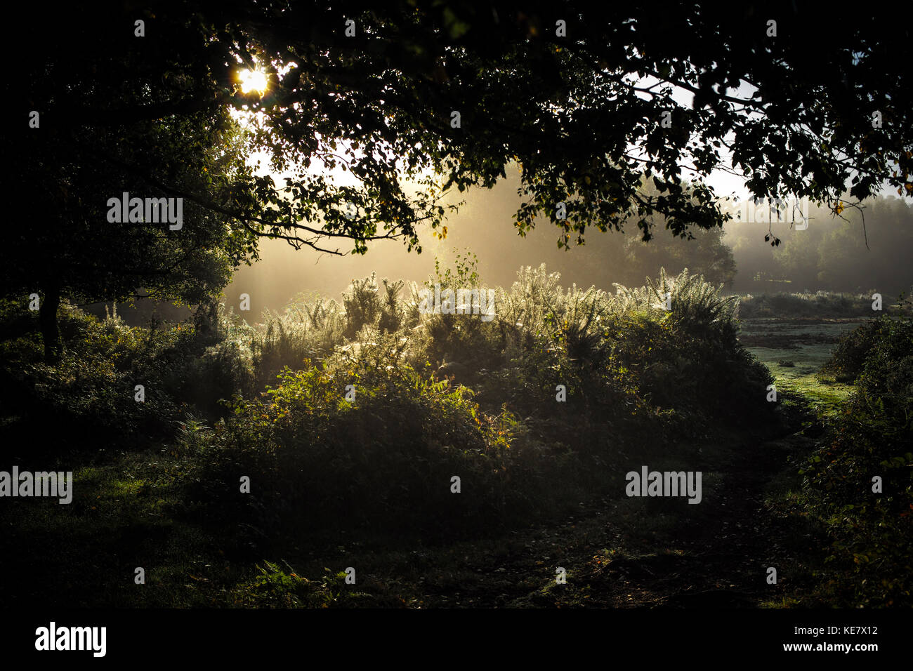 Mist rises in the New Forest Hampshire England as dew sits on the gorse ...