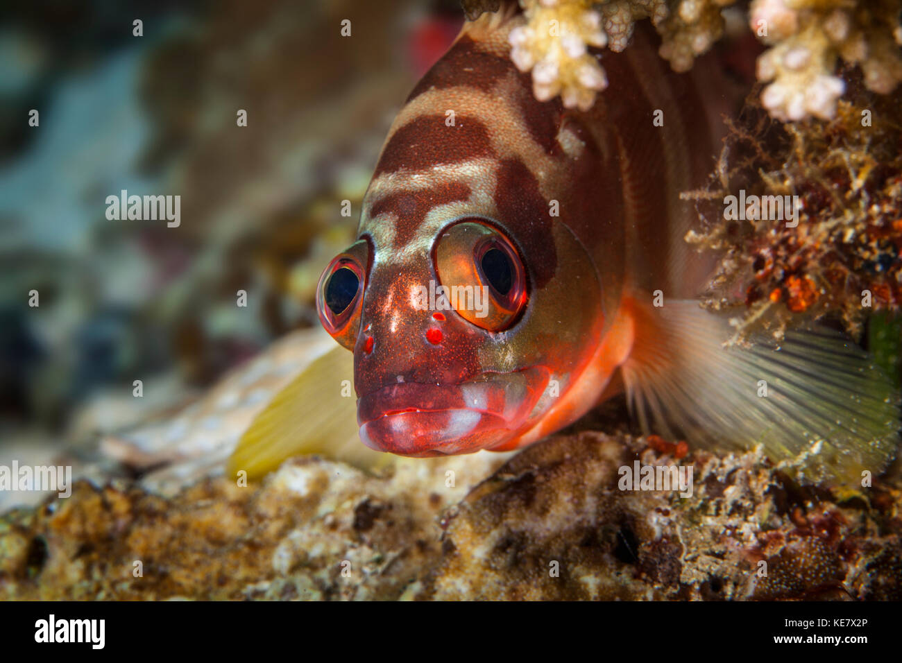 Epinephelus awoara hi-res stock photography and images - Alamy