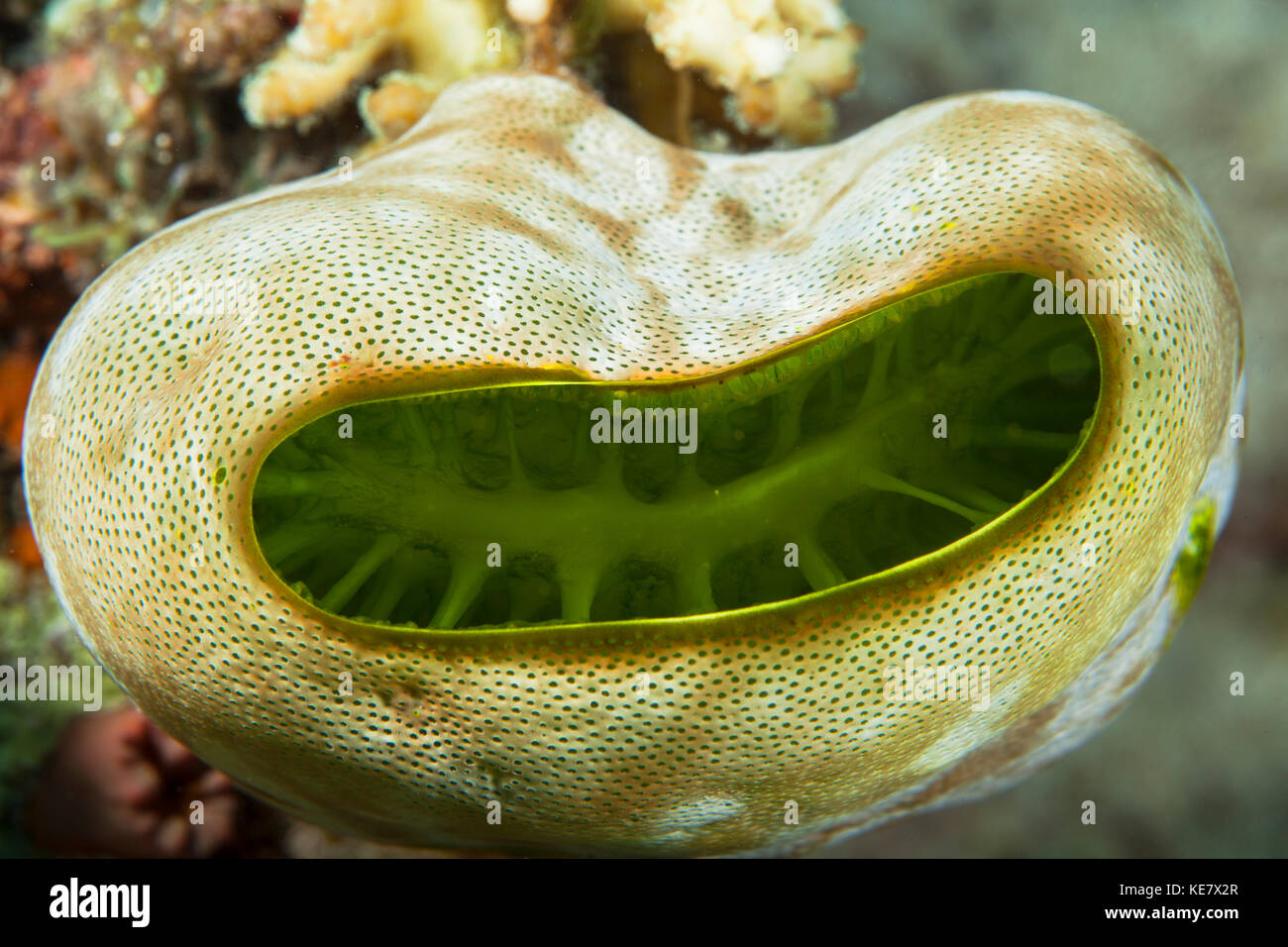 View Inside Coral; Anda, Bohol, Central Visayas, Philippines Stock ...