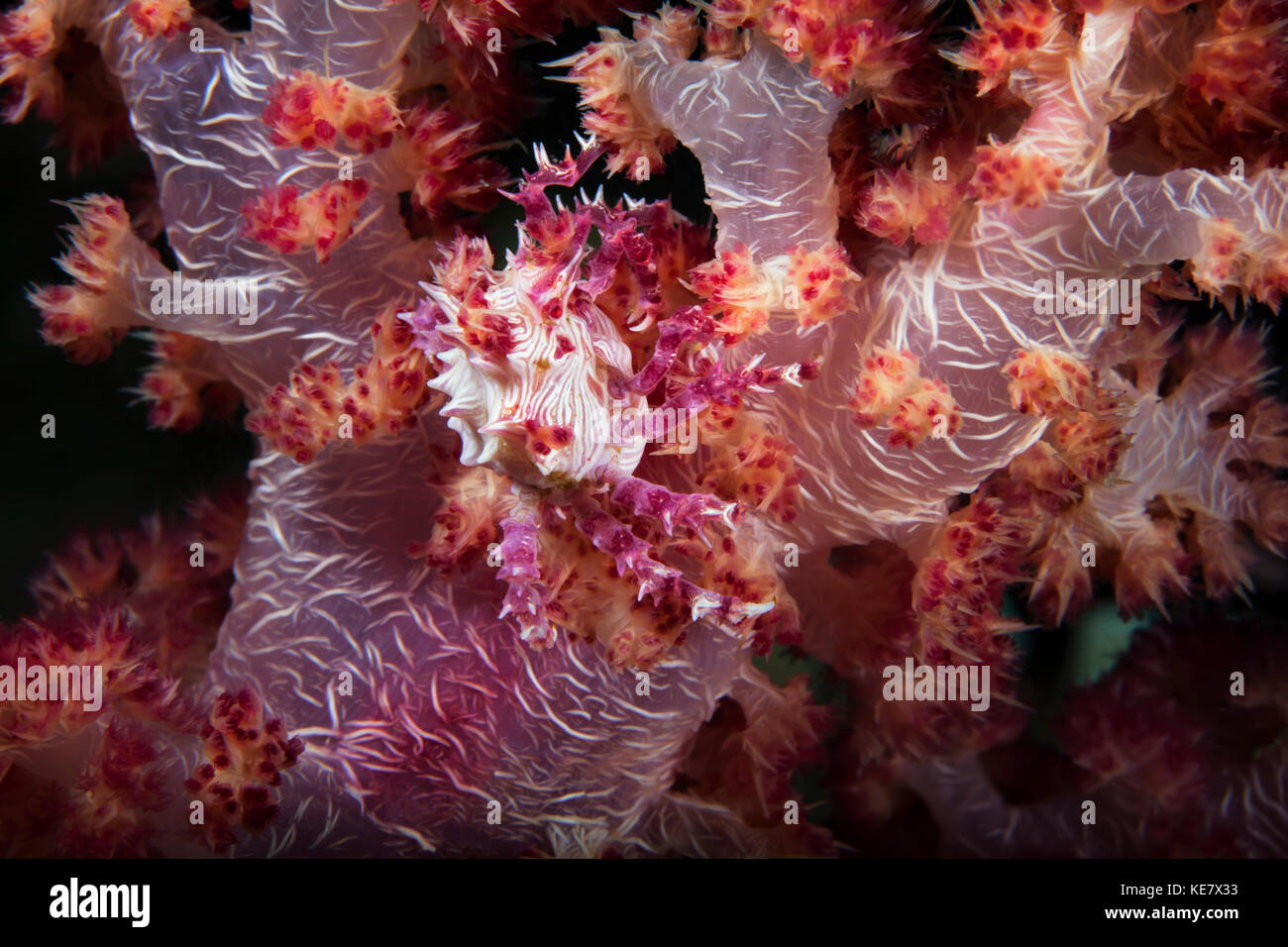 Candy Crab (Hoplophrys); Anda, Bohol, Central Visayas, Philippines ...