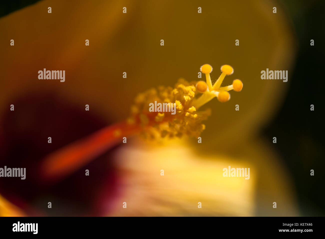 Yellow Hibiscus; Anda, Bohol, Central Visayas, Philippines Stock Photo ...