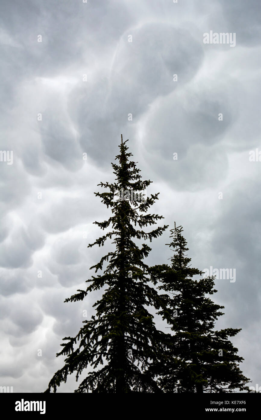 Evergreen Silhouette High Resolution Stock Photography and Images - Alamy