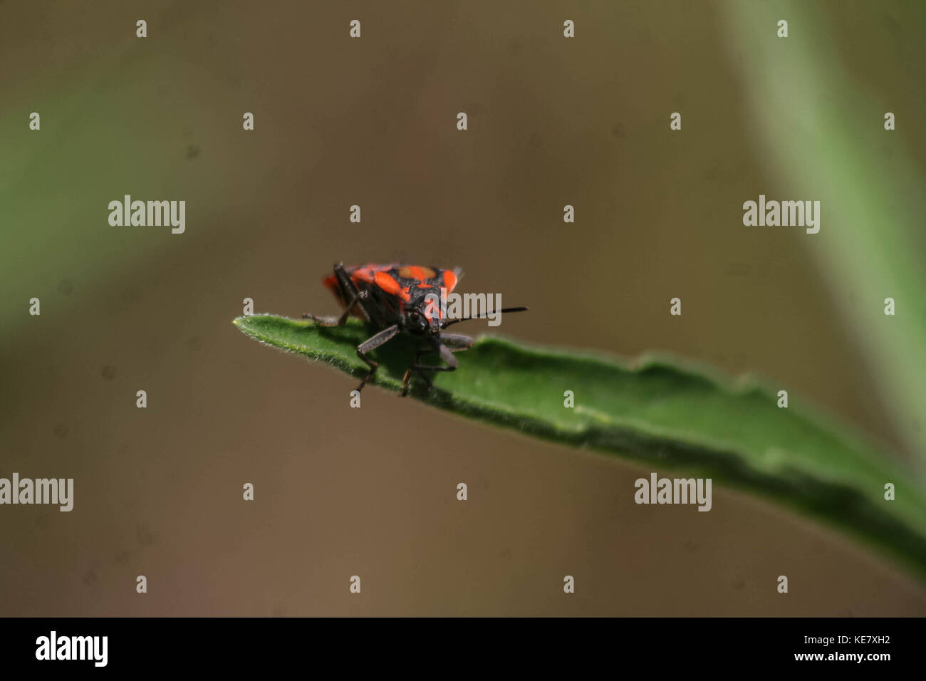 Ladybug lens hi-res stock photography and images - Alamy