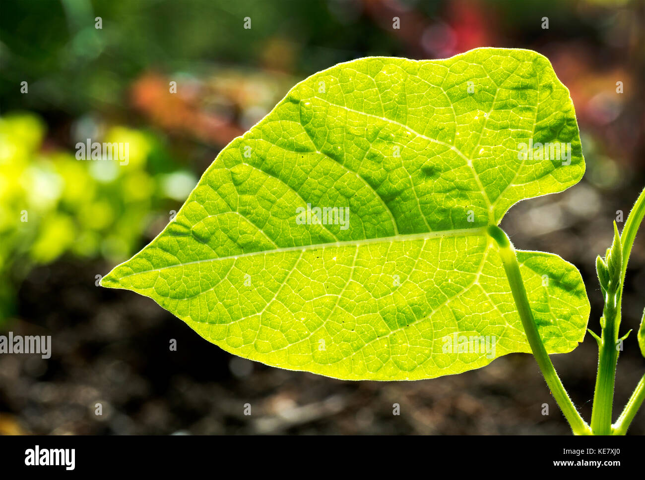 Close-Up Of A Bean Leaf On The Plant; Calgary, Alberta, Canada Stock ...