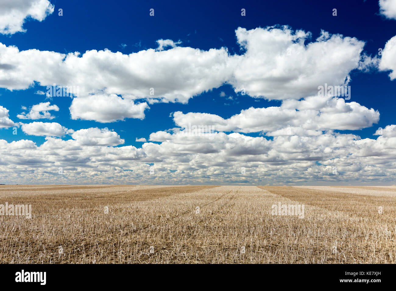 A Cut Field Of Dried Canola Stubble With Clouds And Blue Sky; Blackie ...