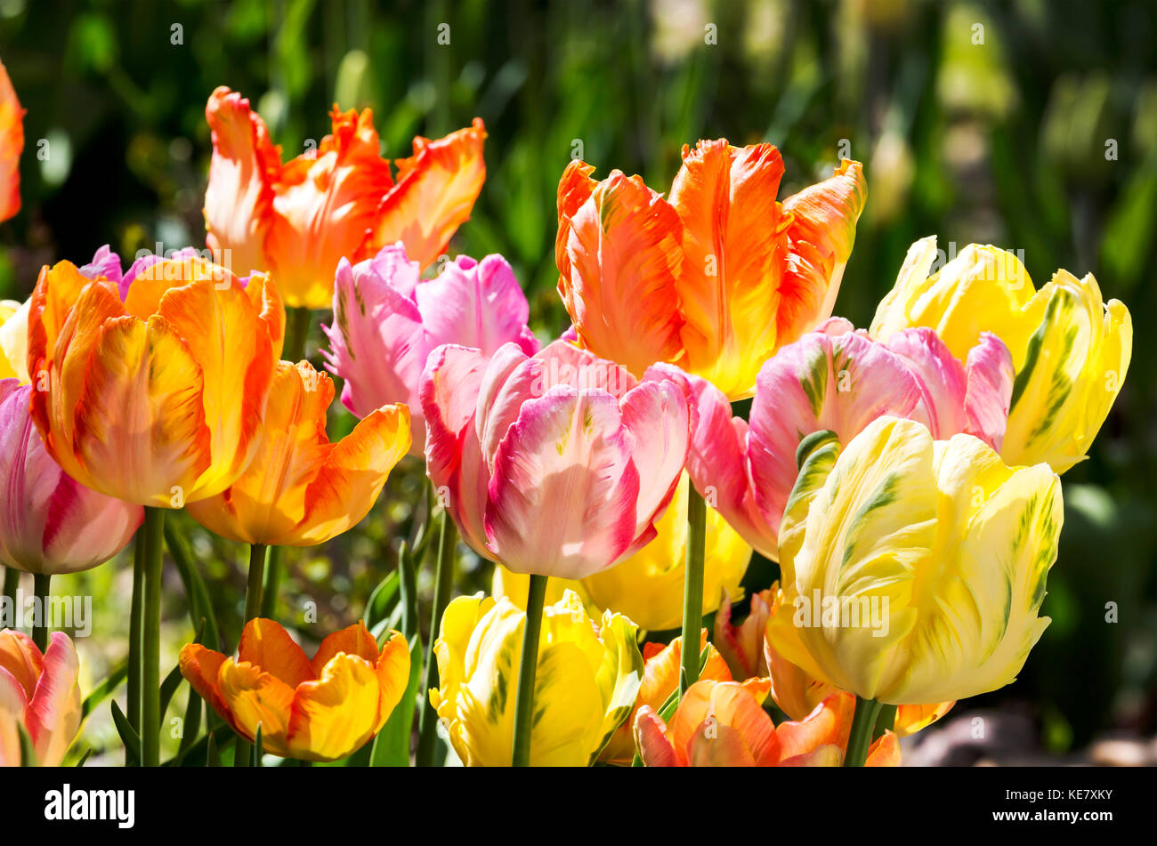 Close-Up Of Colourful Series Of Tulips In A Garden; Calgary, Alberta ...