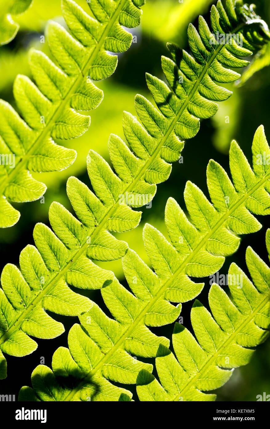 Close-Up Of Fern Leaves Backlit; Calgary, Alberta, Canada Stock Photo ...