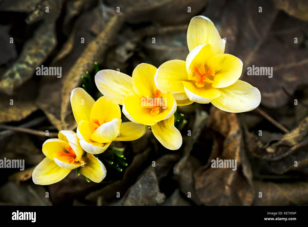 A Row Of Yellow Crocuses Growing Out From Dried Leaves; Calgary ...
