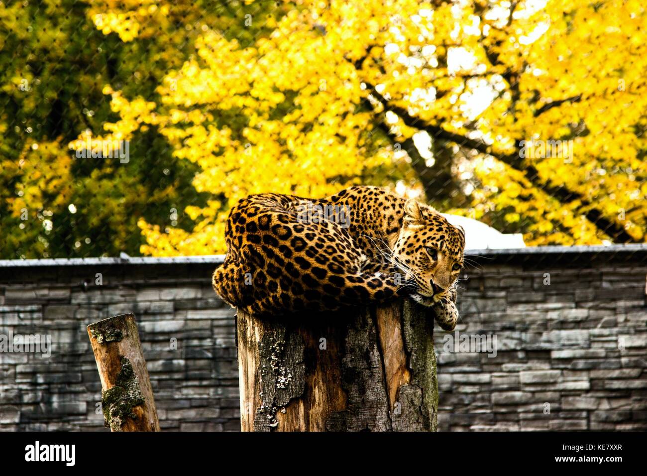 Chinese animals hi-res stock photography and images - Alamy