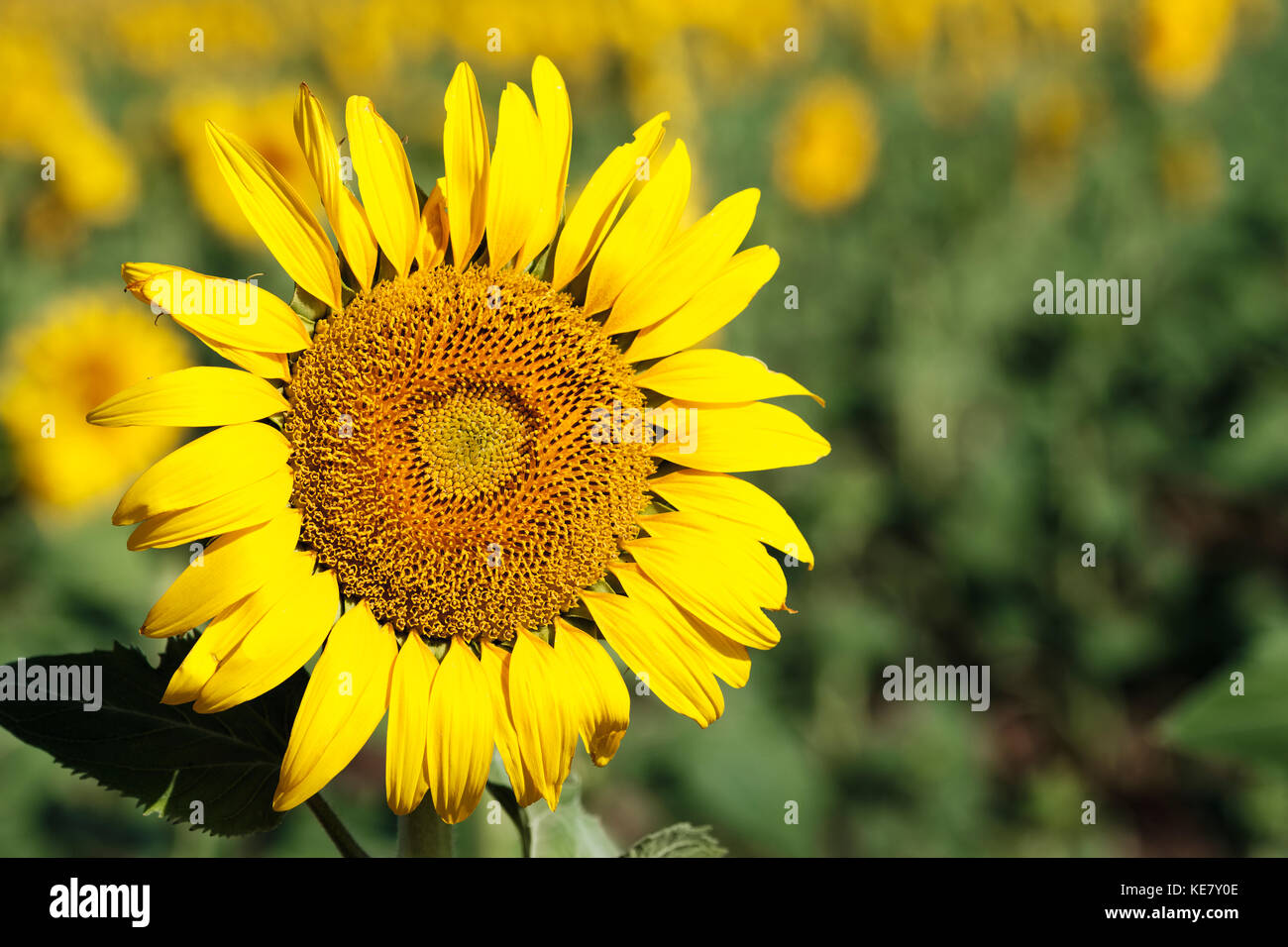 Common Sunflower (Helianthus Annuus, Asteraceae); Campillos, Malaga ...