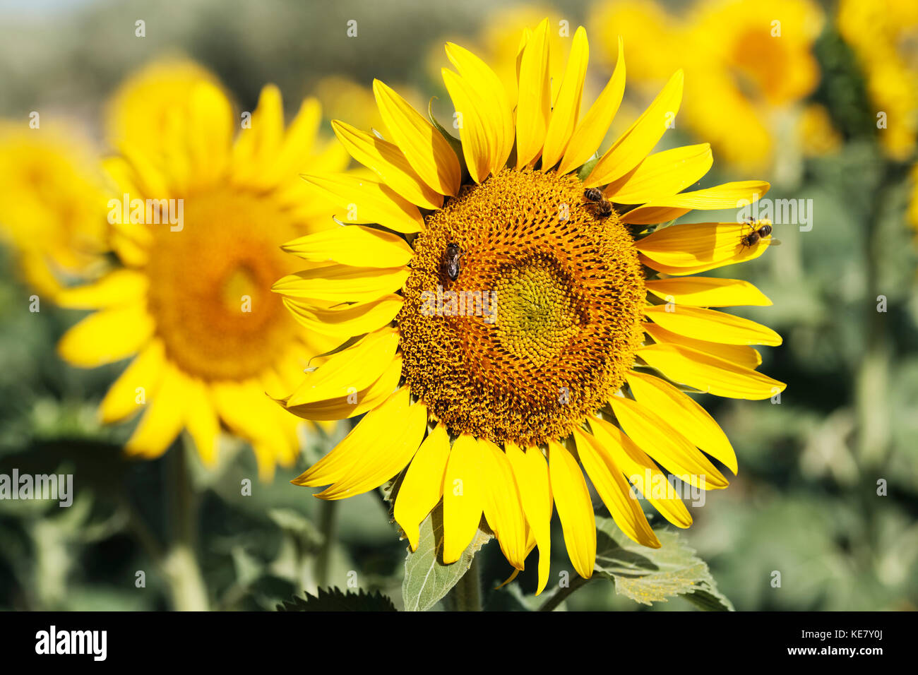 Common Sunflower (Helianthus Annuus, Asteraceae); Campillos, Malaga ...