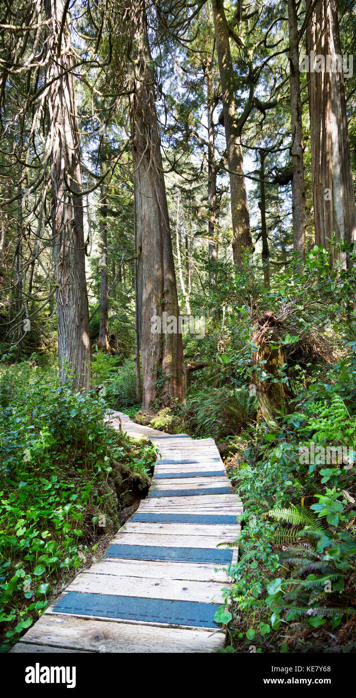 Wooden boardwalk forest hi-res stock photography and images - Alamy