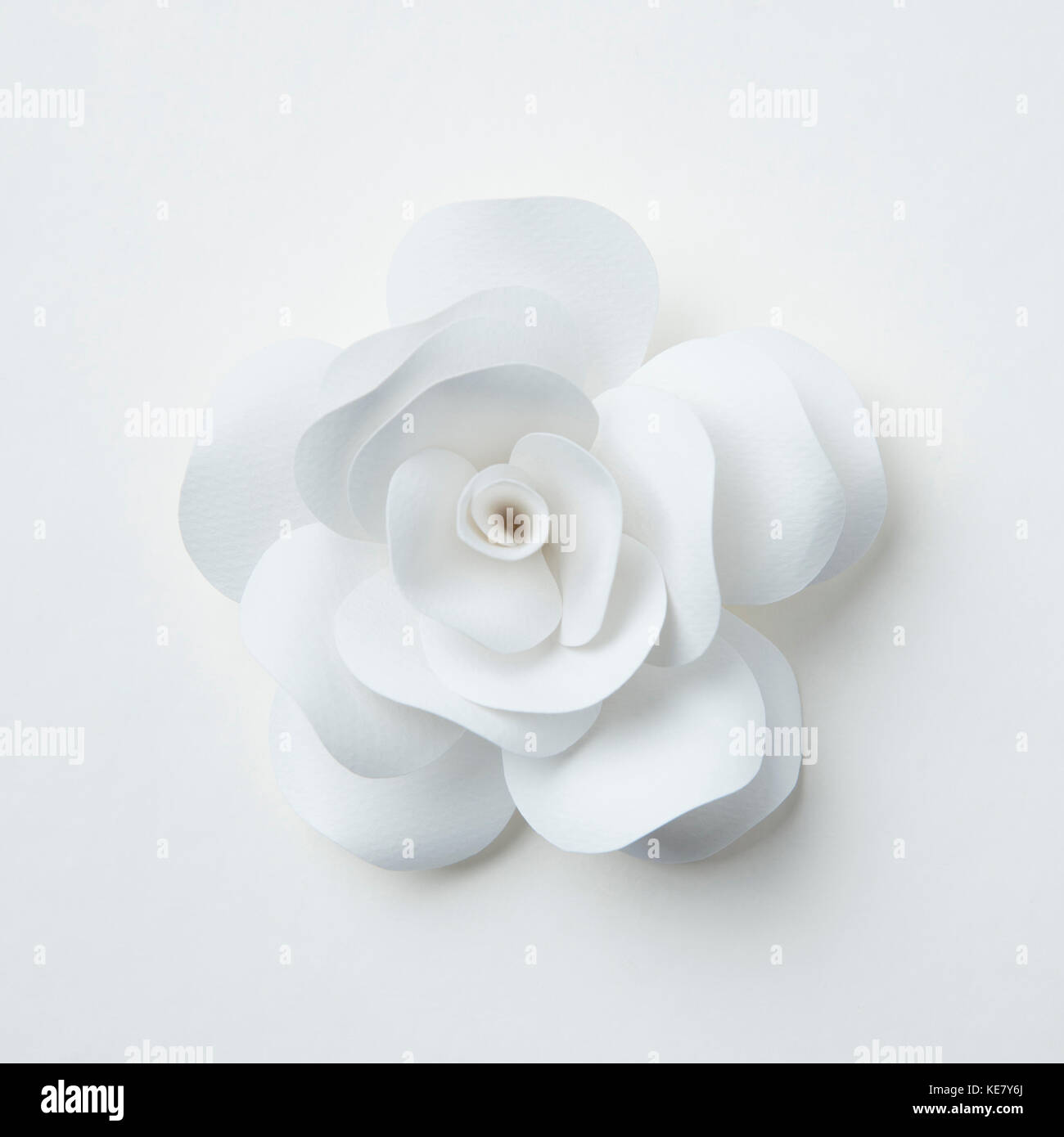One white rose flower, paper artwork Stock Photo - Alamy